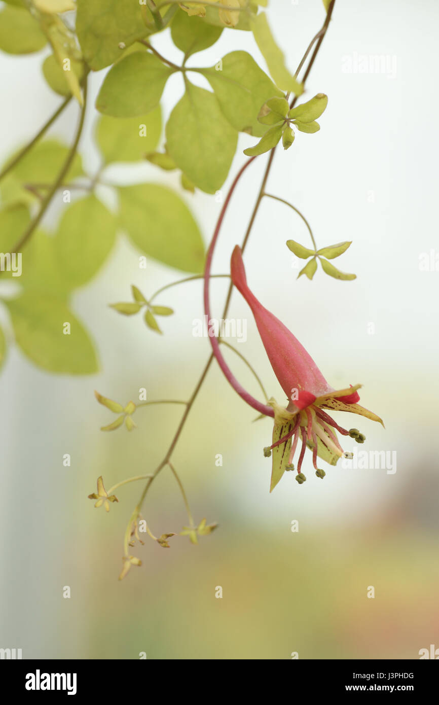 Pentaphyllum hi-res stock photography and images - Alamy