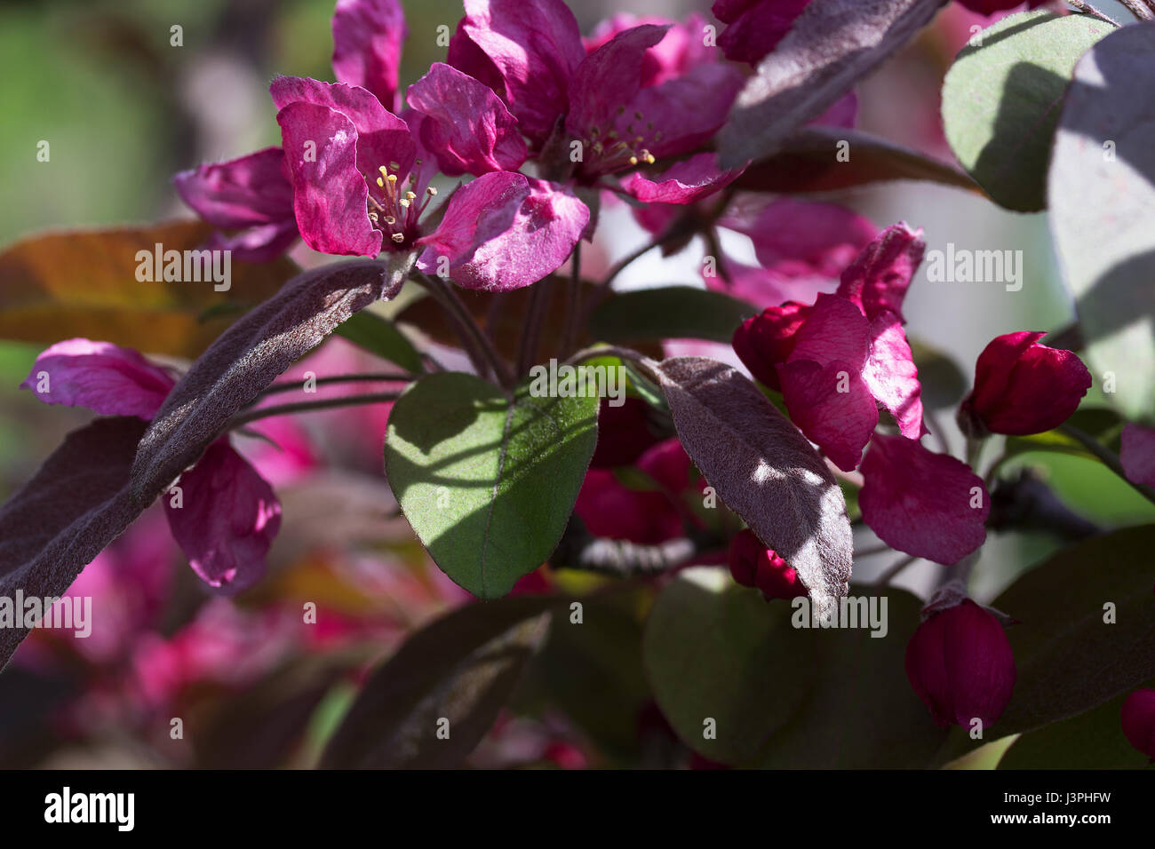 Pink flowers, fruit tree spring blossom background Stock Photo - Alamy