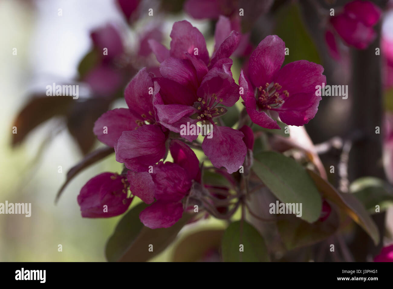 Pink flowers, fruit tree spring blossom background Stock Photo - Alamy