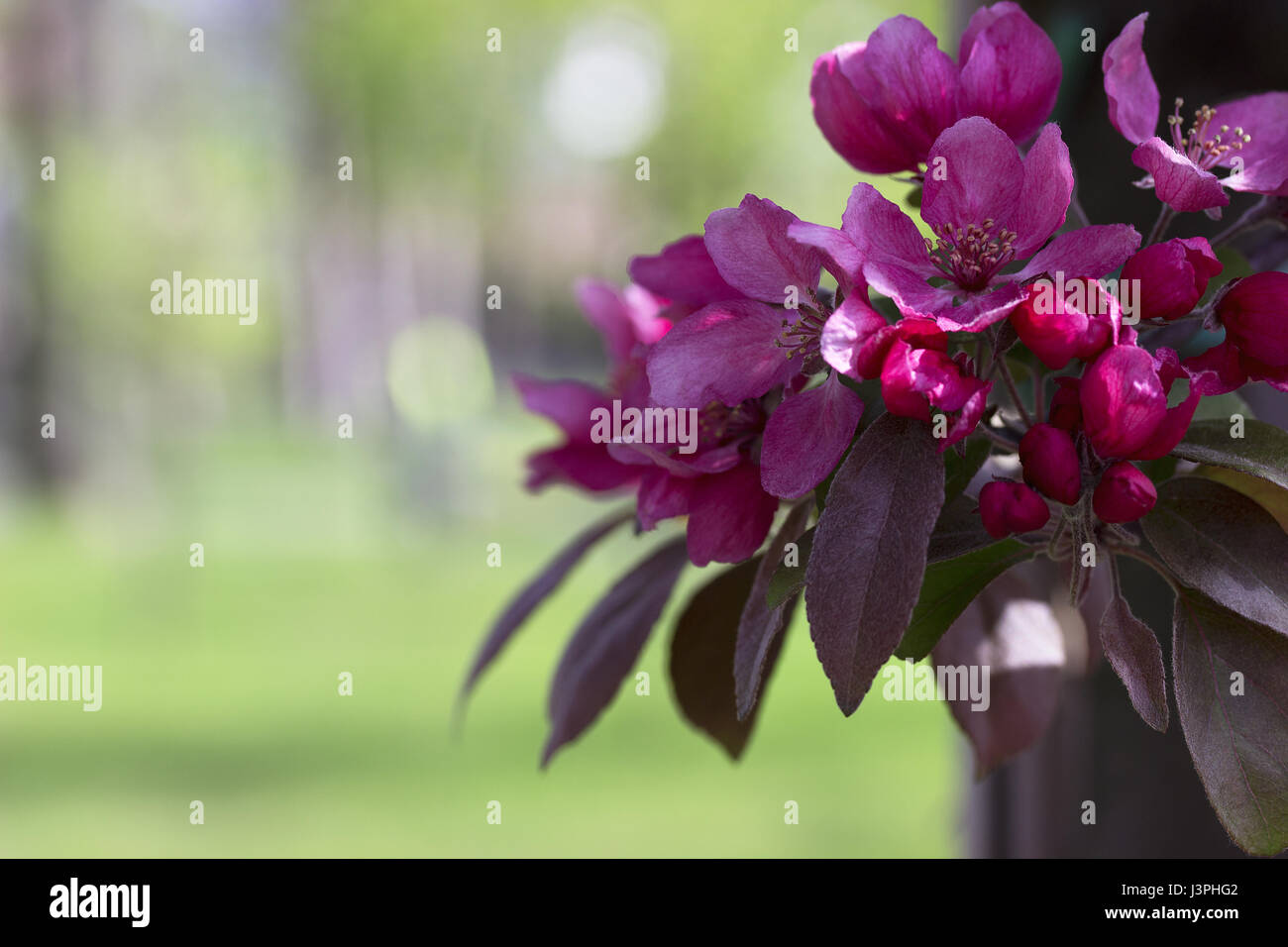 Pink flowers, fruit tree spring blossom background Stock Photo - Alamy