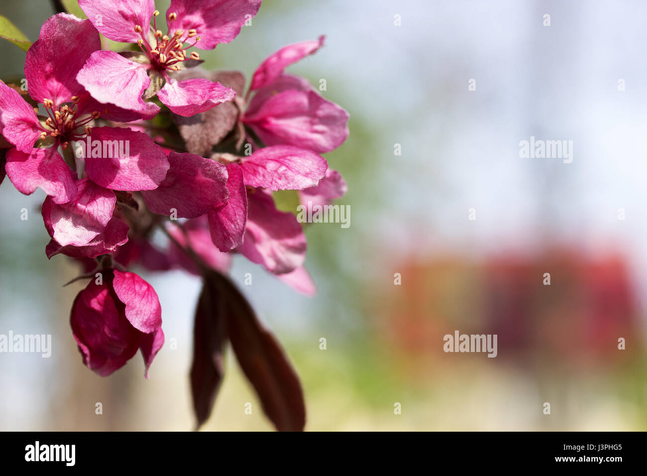 Pink flowers, fruit tree spring blossom background Stock Photo - Alamy
