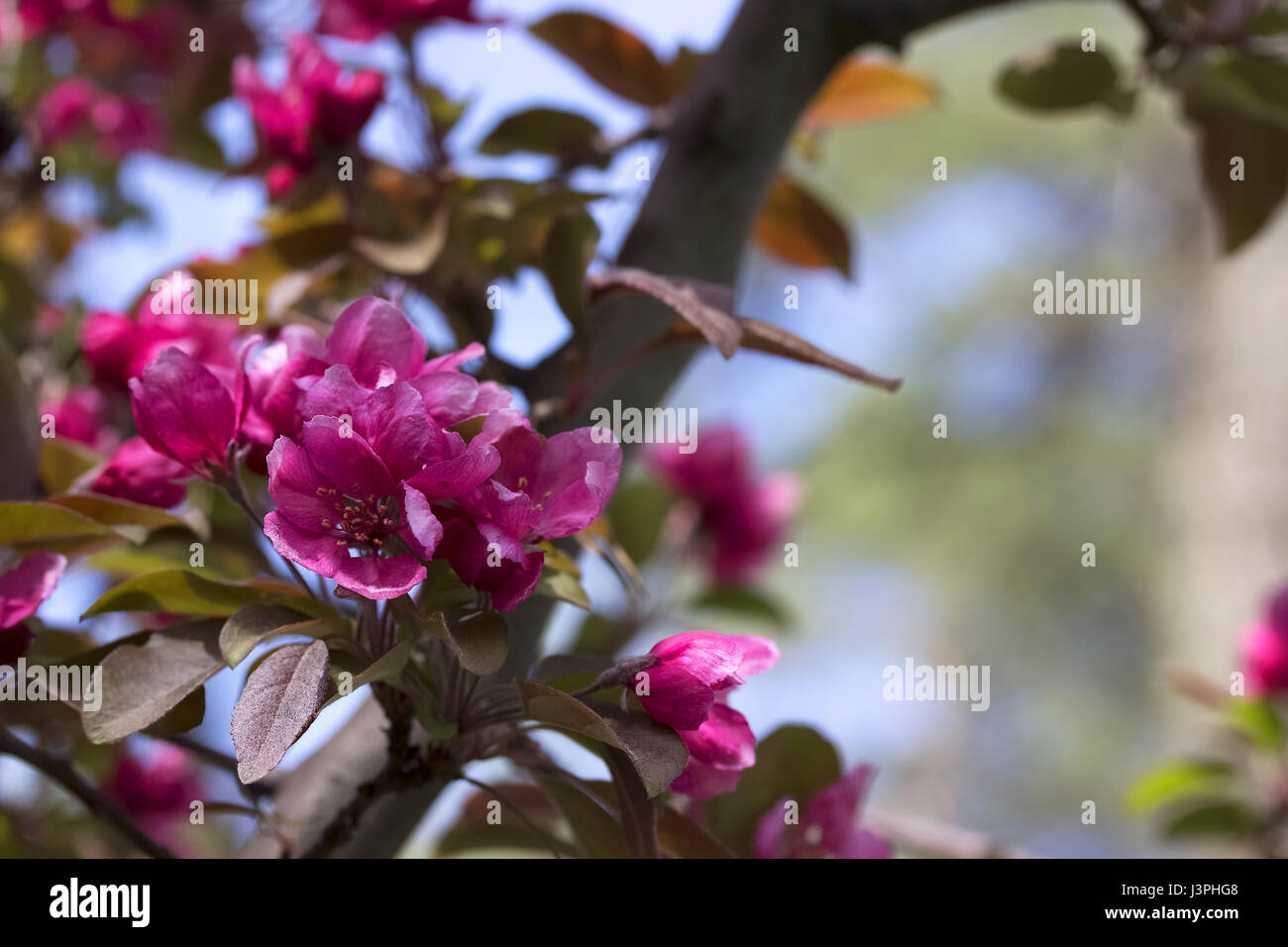 Pink flowers, fruit tree spring blossom background Stock Photo - Alamy