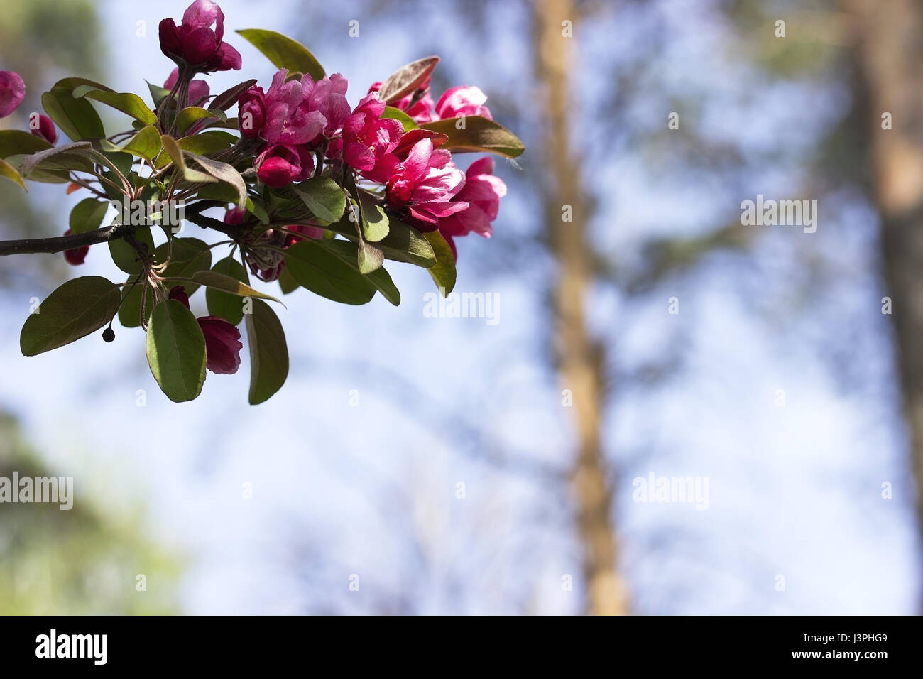 Pink flowers, fruit tree spring blossom background Stock Photo - Alamy