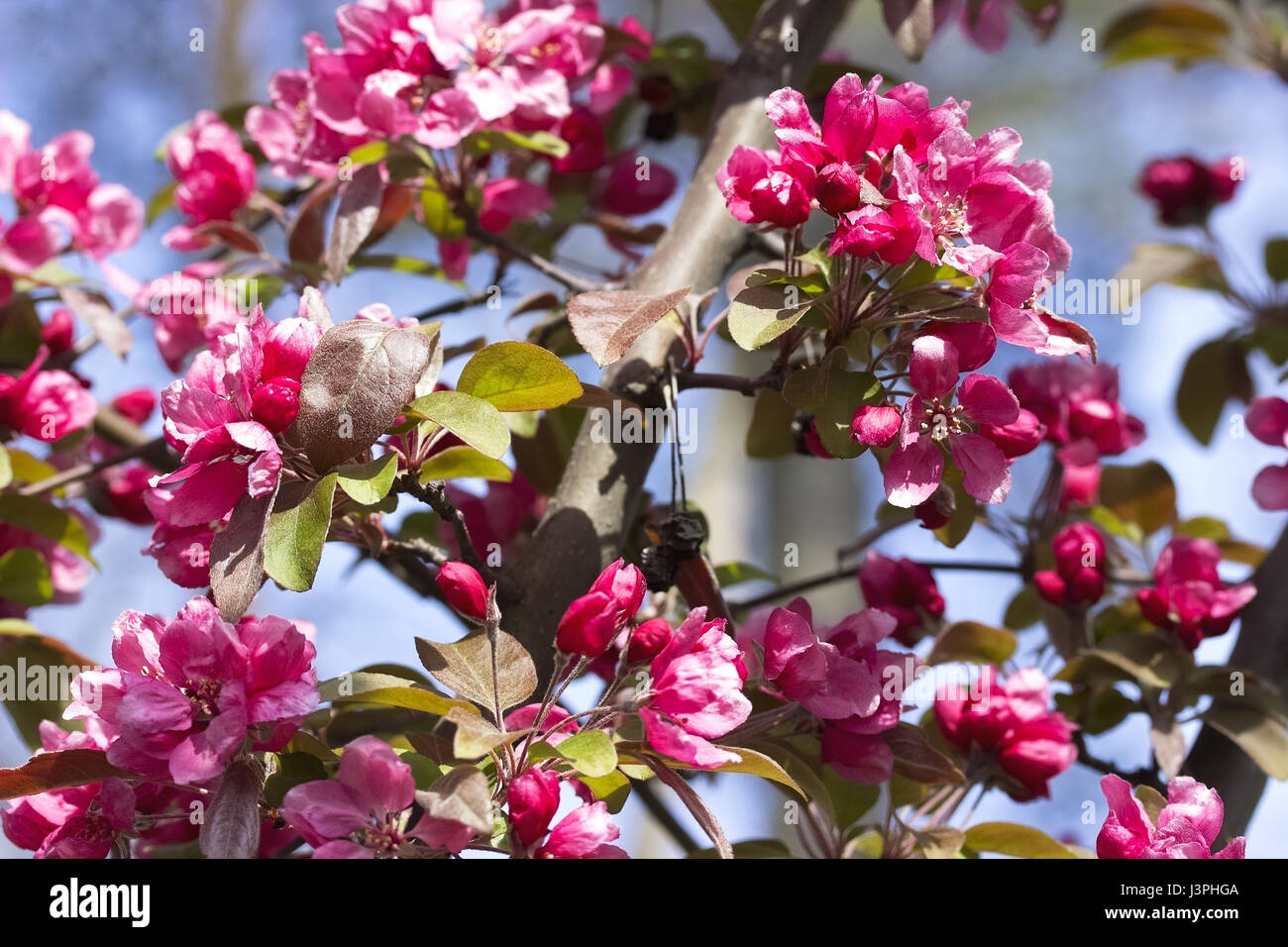Pink flowers, fruit tree spring blossom background Stock Photo - Alamy