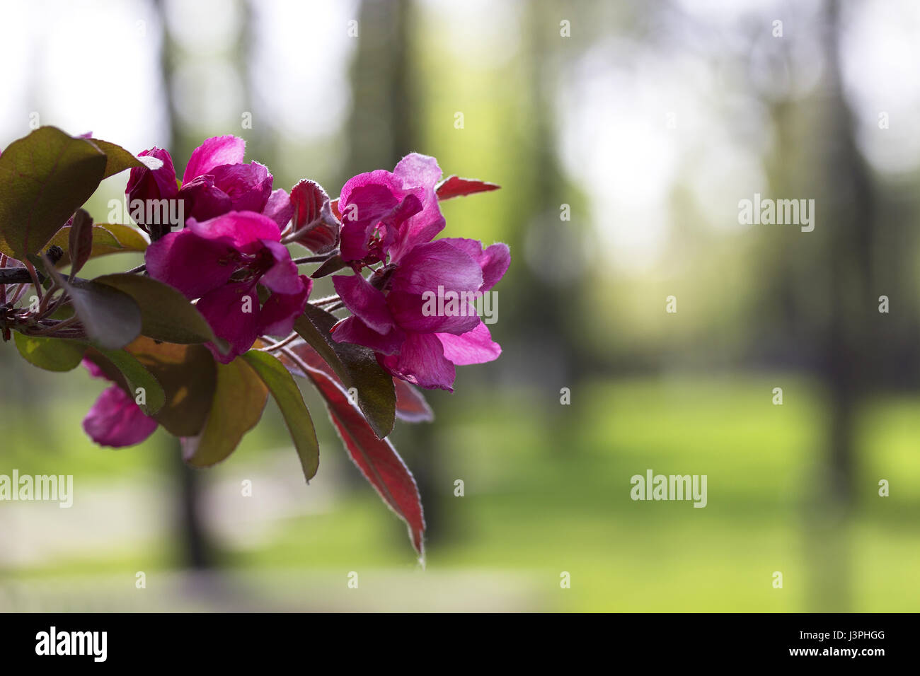 Pink flowers, fruit tree spring blossom background Stock Photo - Alamy