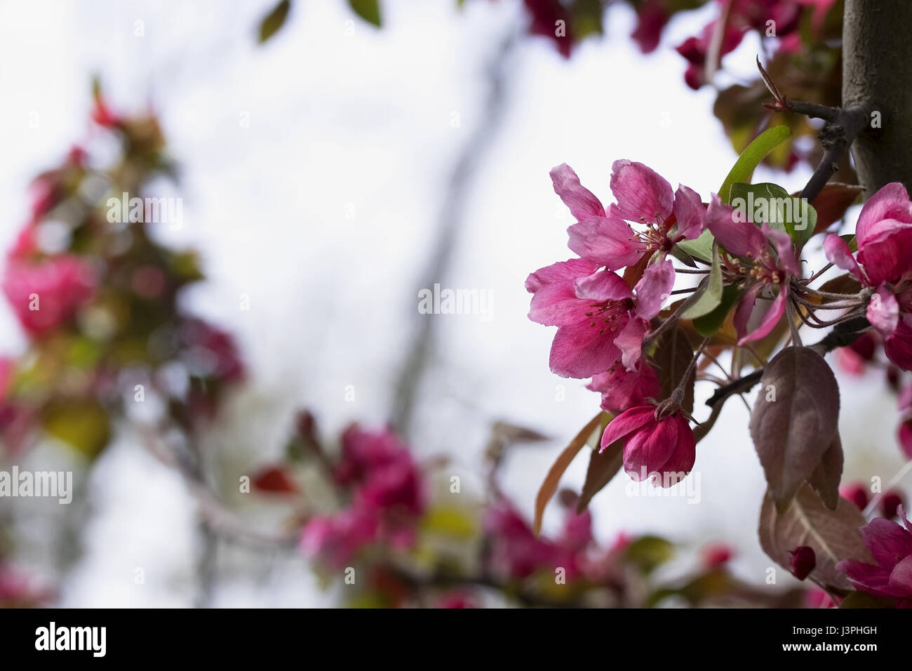 Pink flowers, fruit tree spring blossom background Stock Photo - Alamy