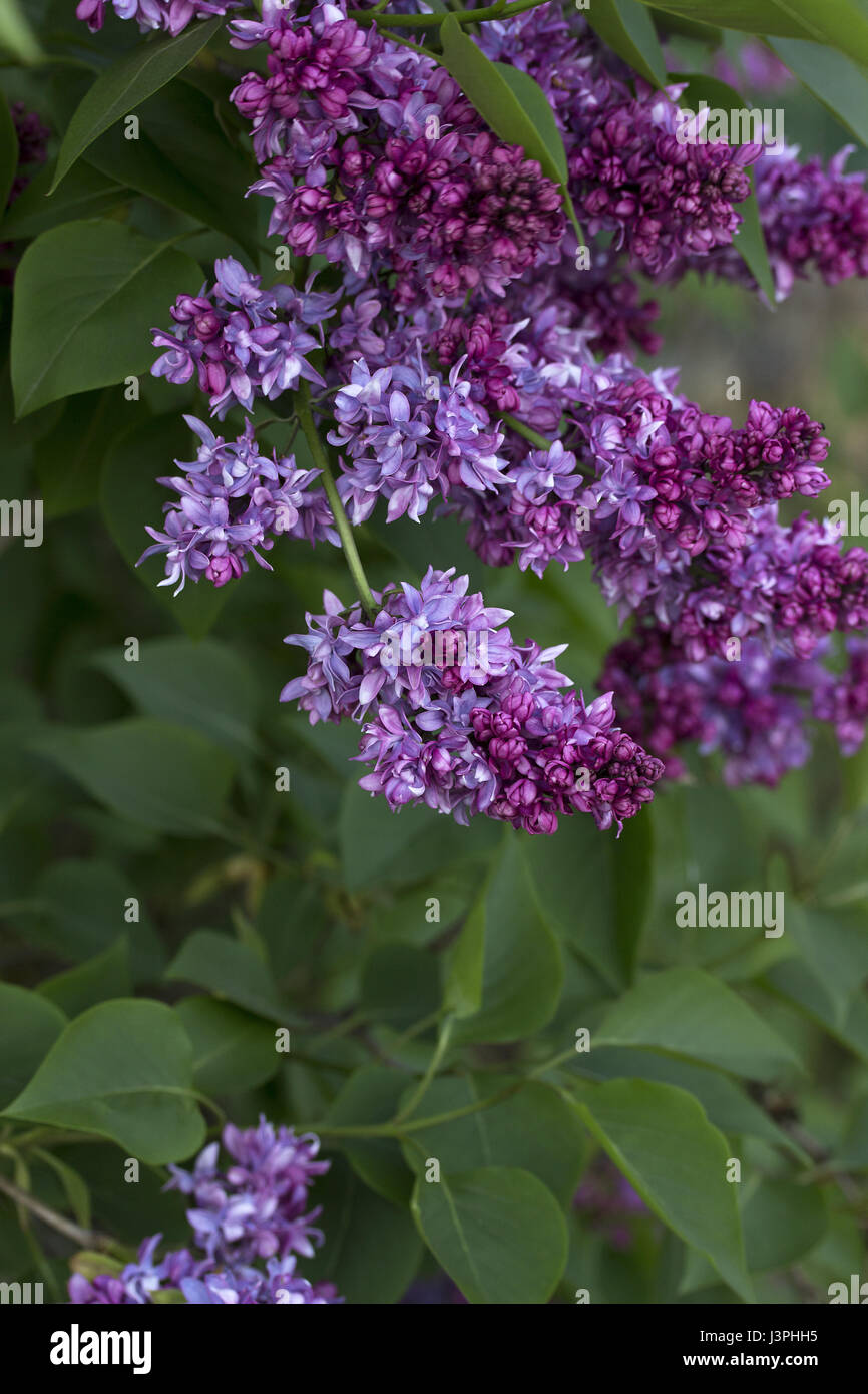 Branch of blossoming violet lilac close up Stock Photo - Alamy