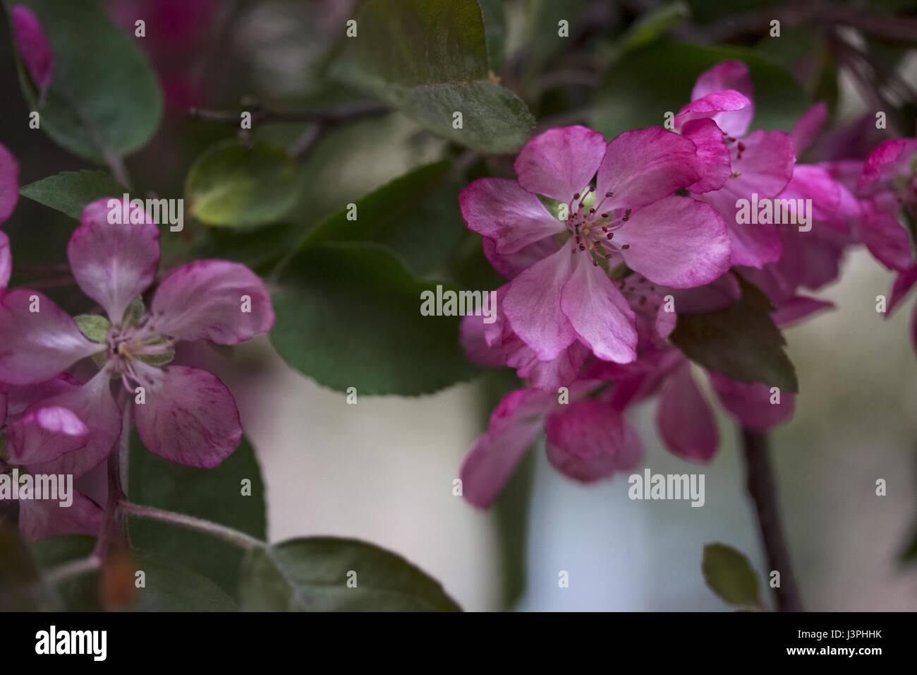 Pink flowers, fruit tree spring blossom background Stock Photo - Alamy