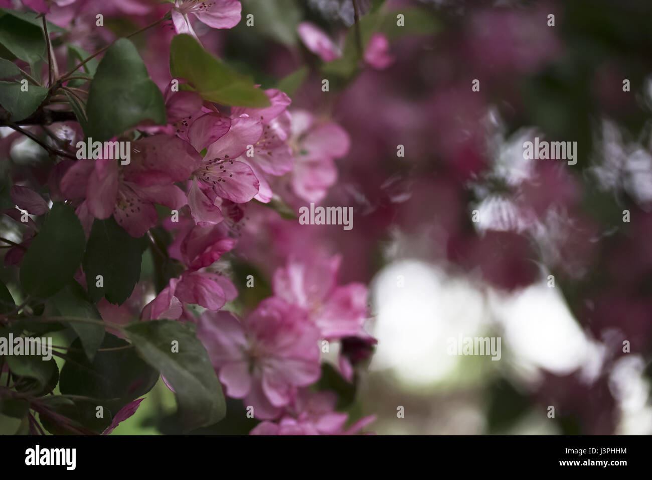 Pink flowers, fruit tree spring blossom background Stock Photo - Alamy