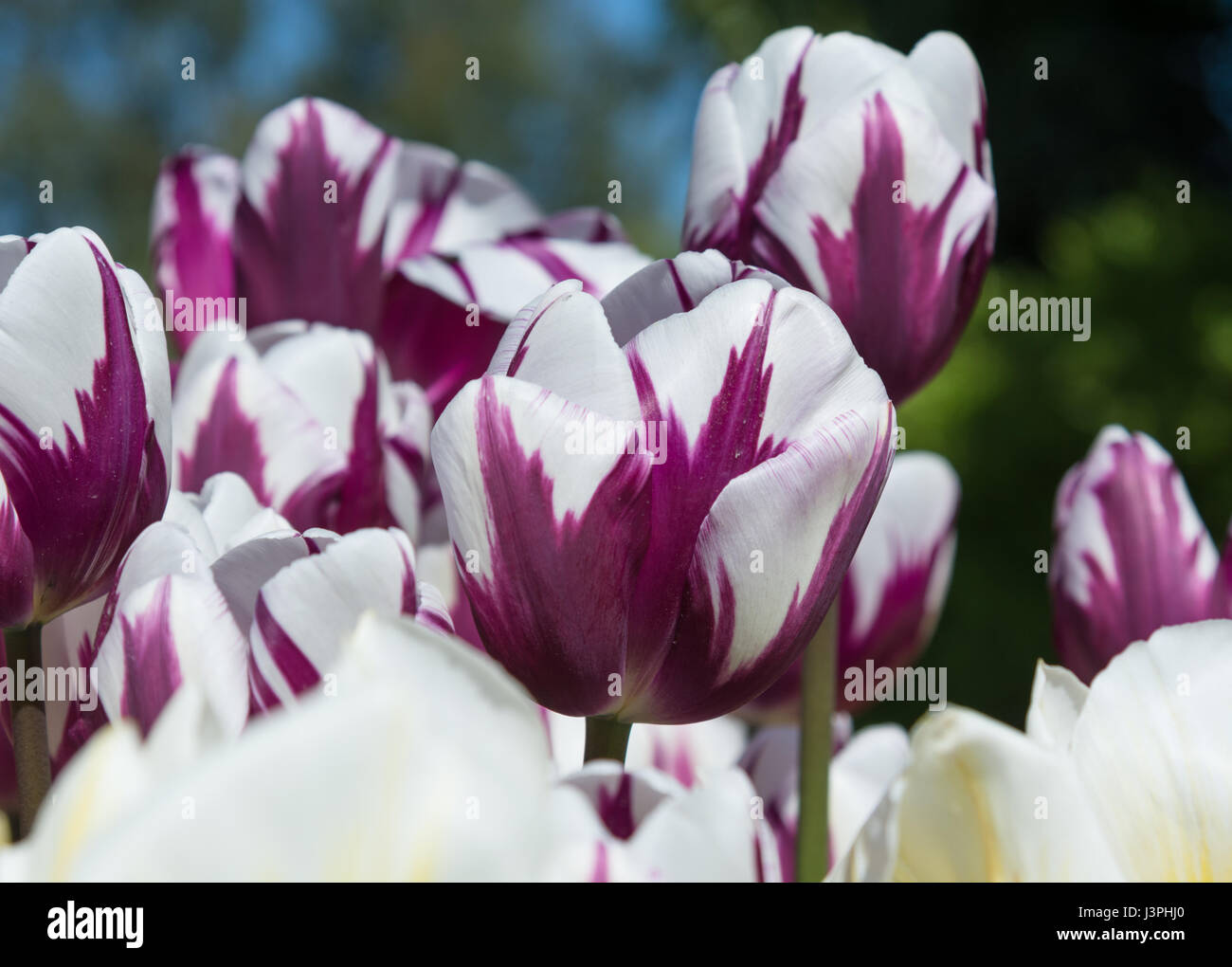English favourite bloom hi-res stock photography and images - Alamy