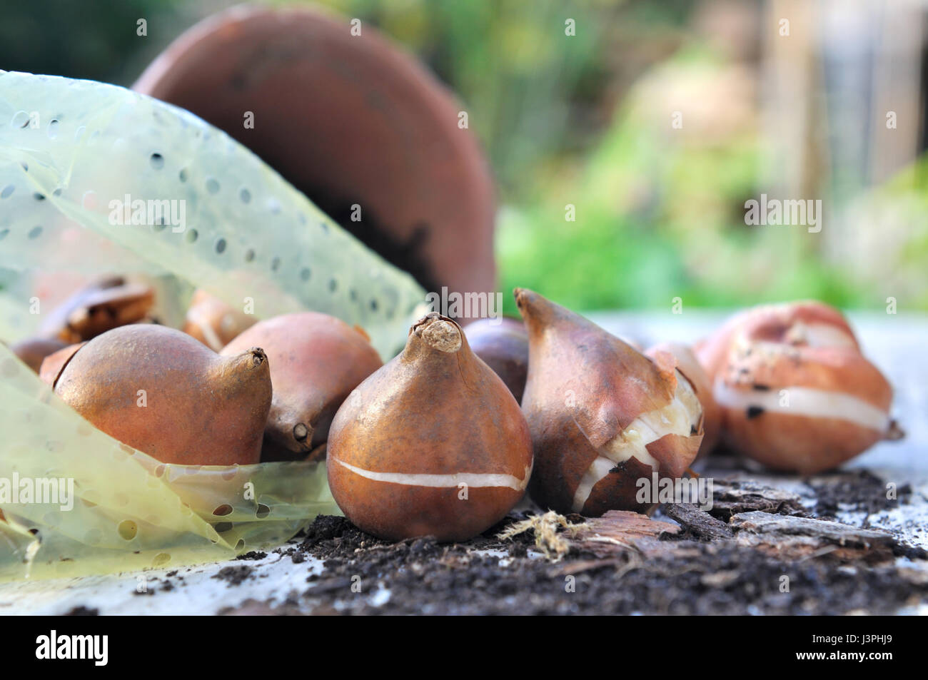 flower bulbs in soil on a gardening table Stock Photo - Alamy