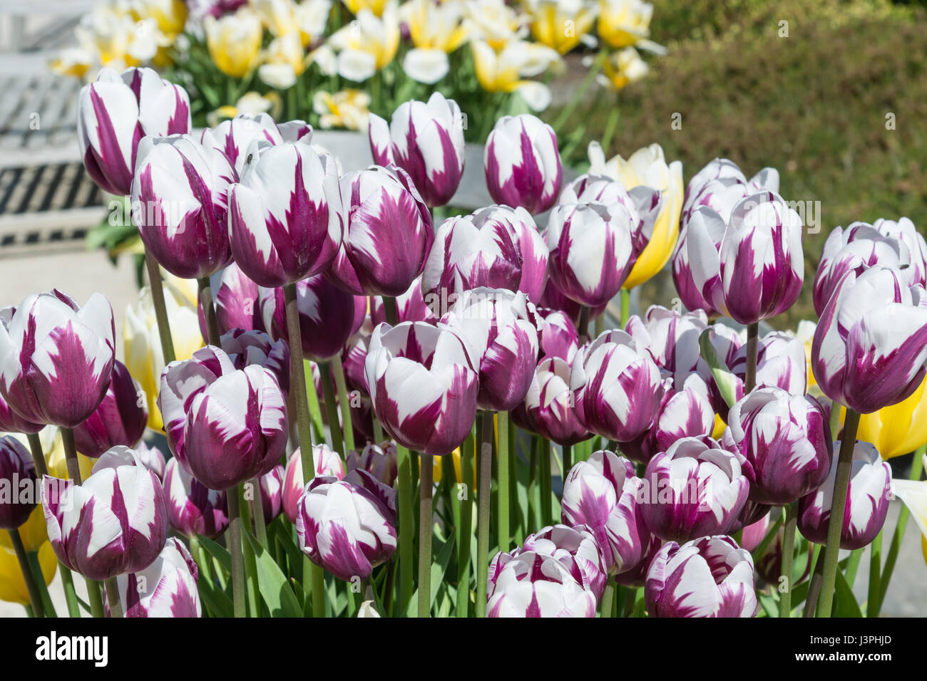 Tulip ‘rem's favourite' hi-res stock photography and images - Alamy