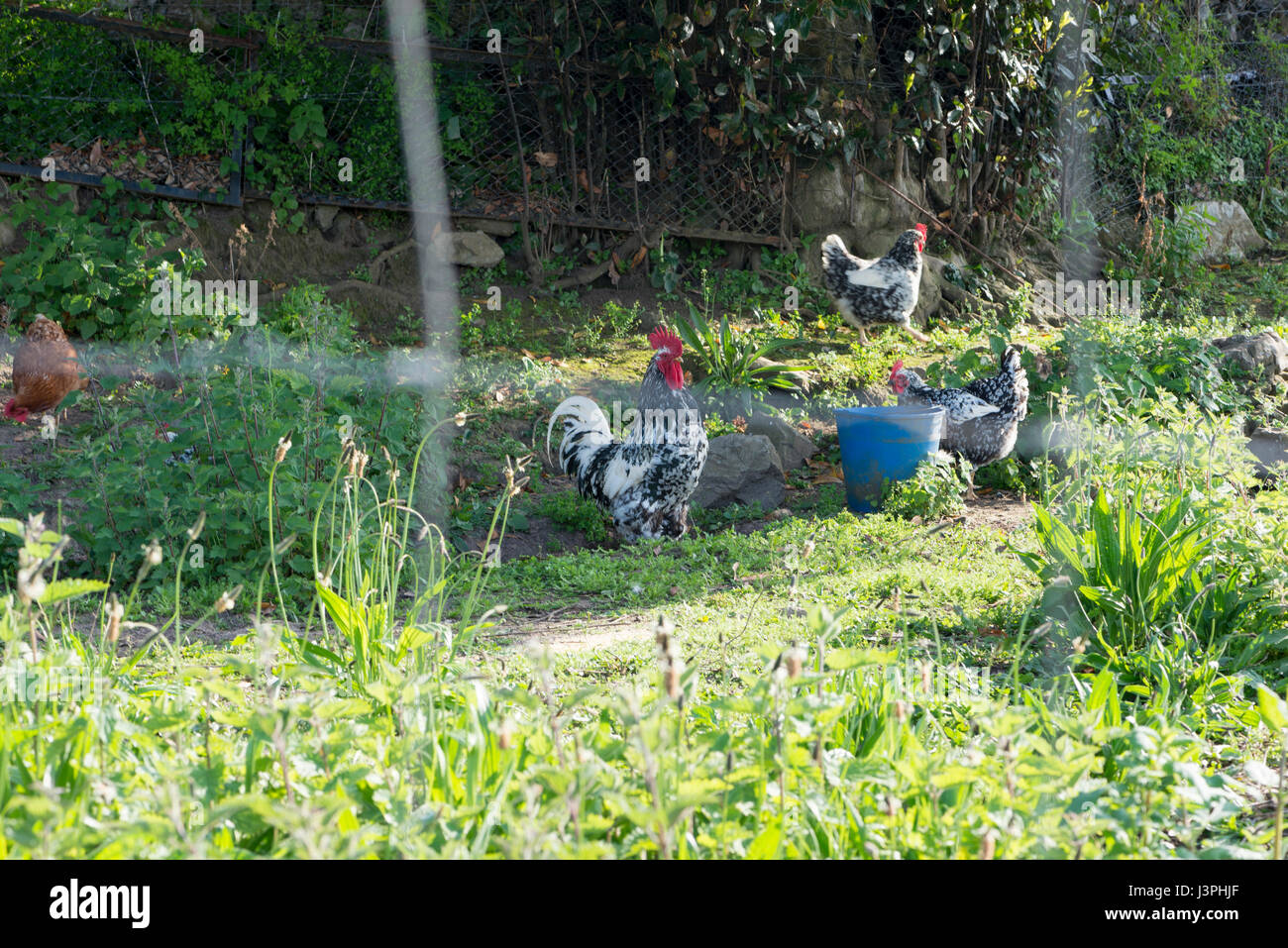 Several chickens loose by an outdoor corral Stock Photo - Alamy
