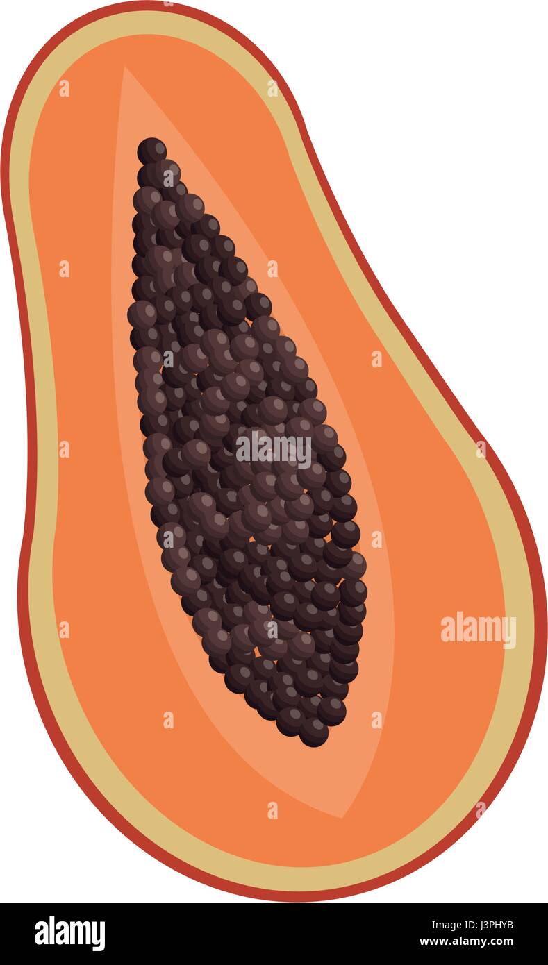 half papaya tropical fruit delicious design Stock Vector Image & Art ...