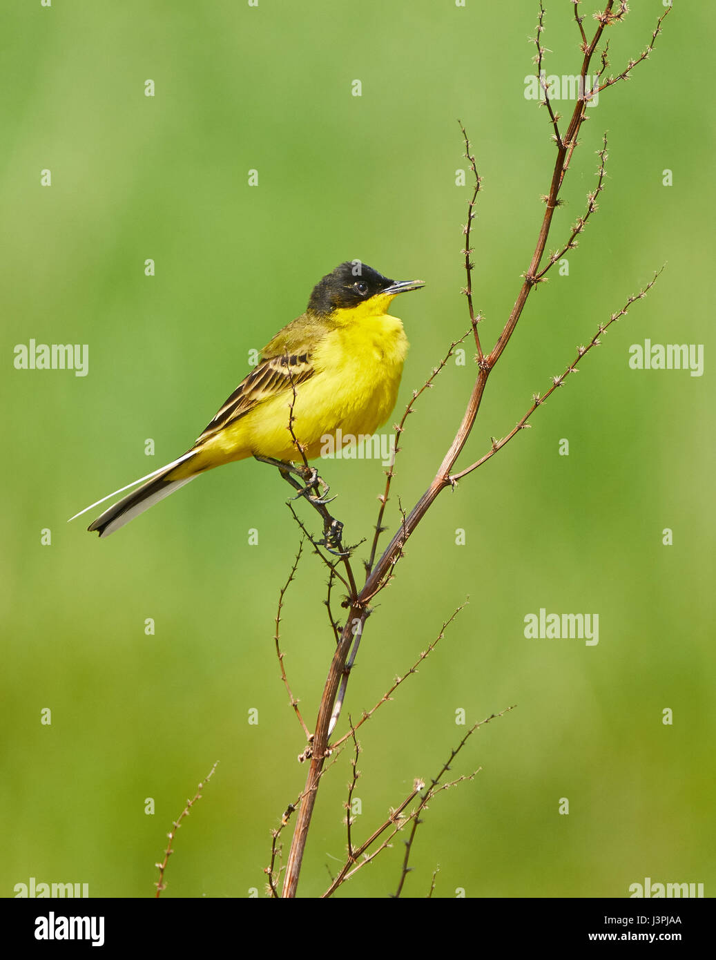 Green headed wagtail hi-res stock photography and images - Alamy