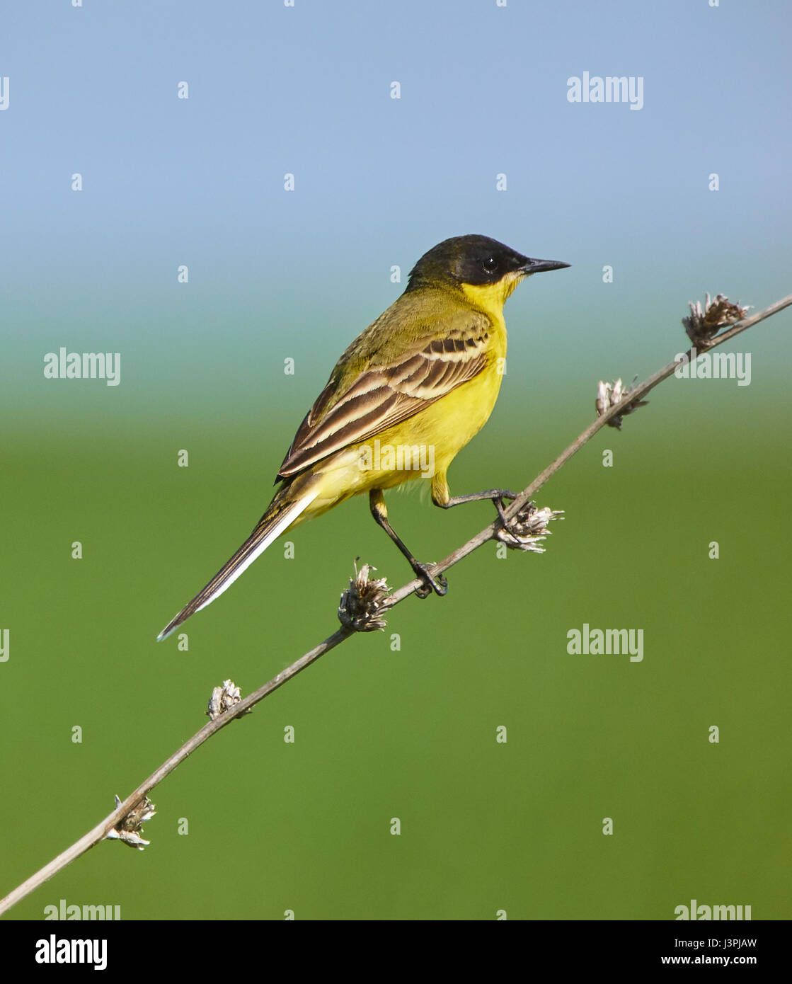 Green headed wagtail hi-res stock photography and images - Alamy