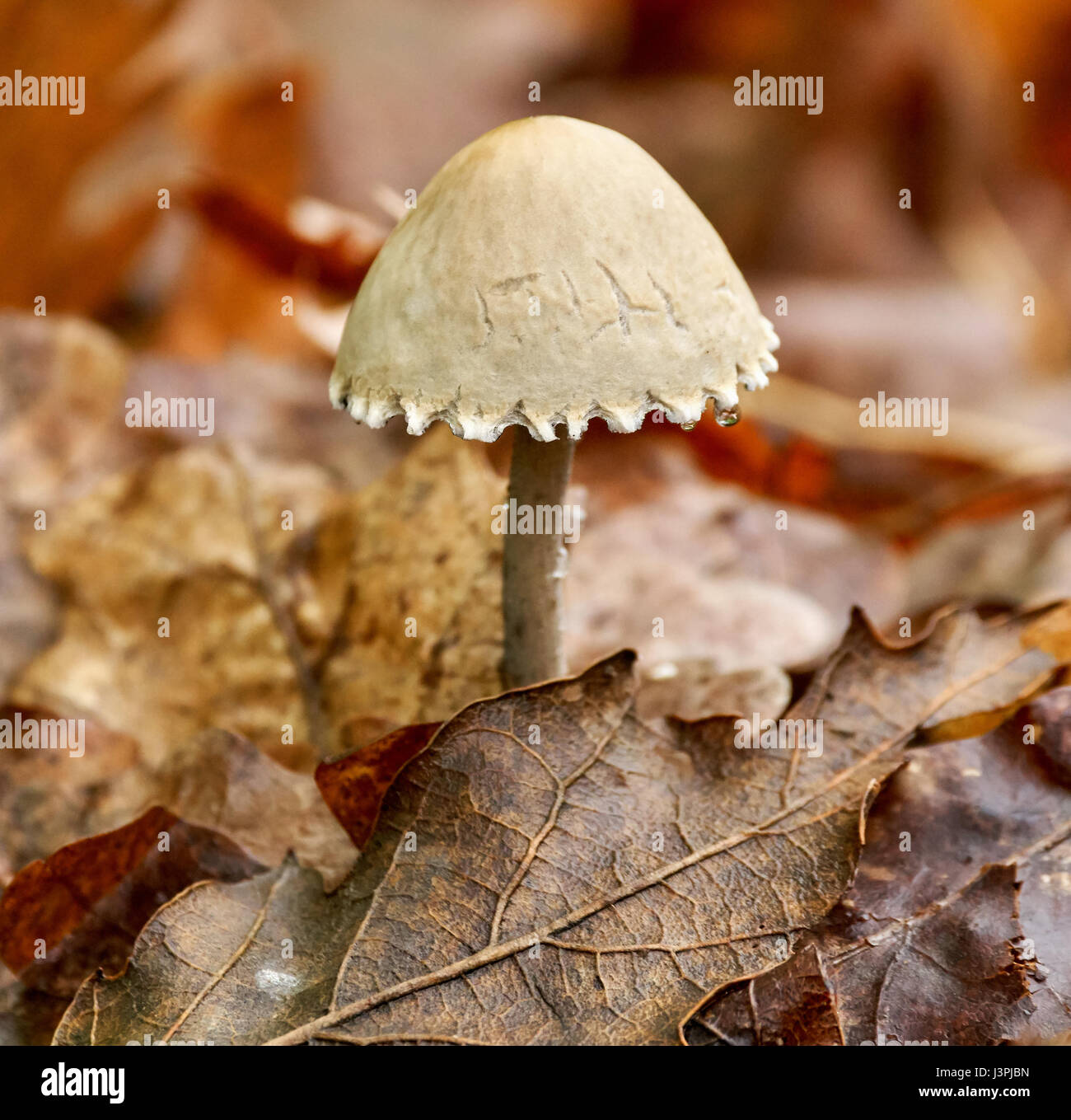 White dapperling (Leucoagaricus leucothites), edible mushroom in ...