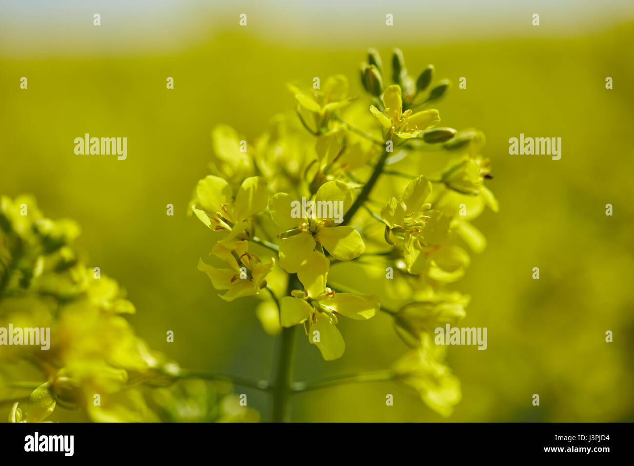 Closeup of canola flowers in a field Stock Photo - Alamy