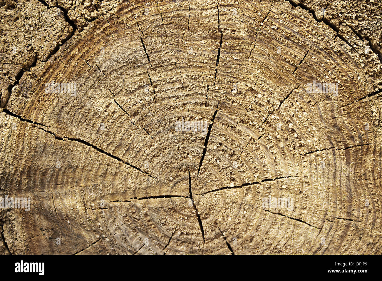 Closeup of warm flat wood texture. Annual rings of tree stump Stock ...