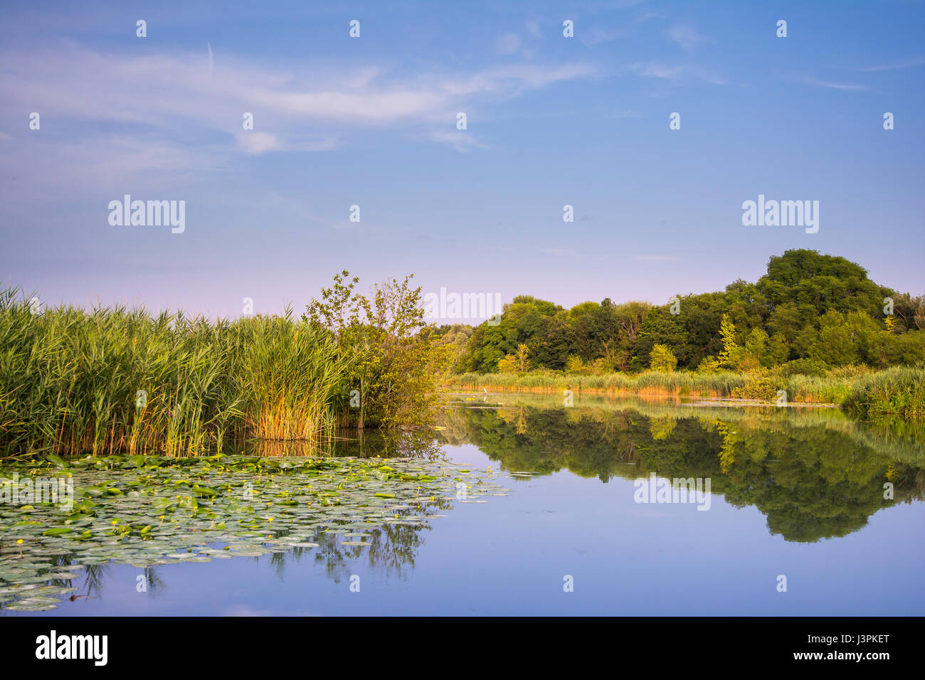 Lotus flowers on river Mincio Italy during a sunny day Stock Photo - Alamy