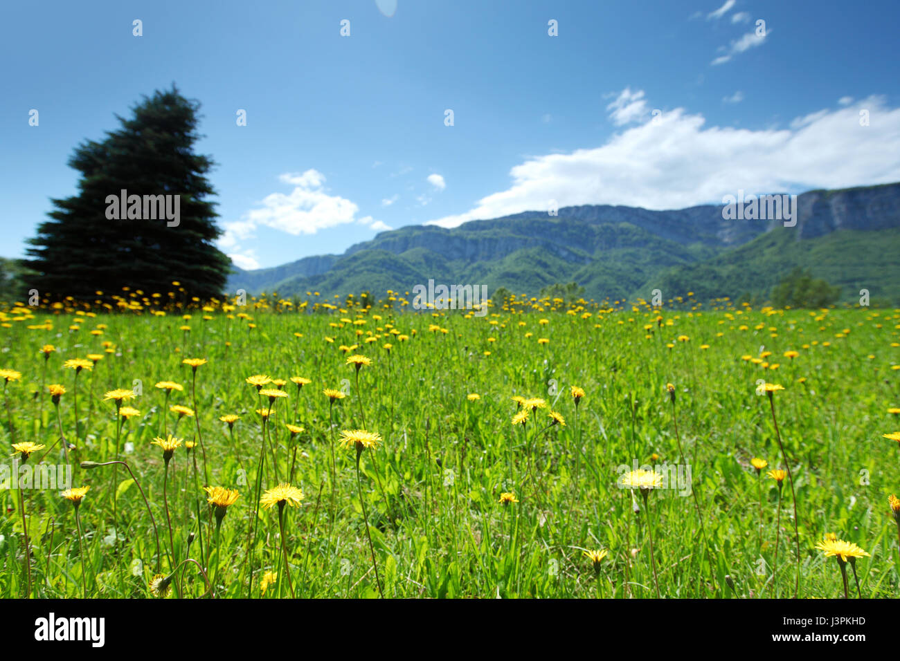 a beautiful view of the alps tree on grass field Stock Photo - Alamy
