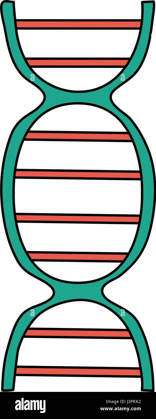 color image cartoon dna molecule Stock Vector Image & Art - Alamy