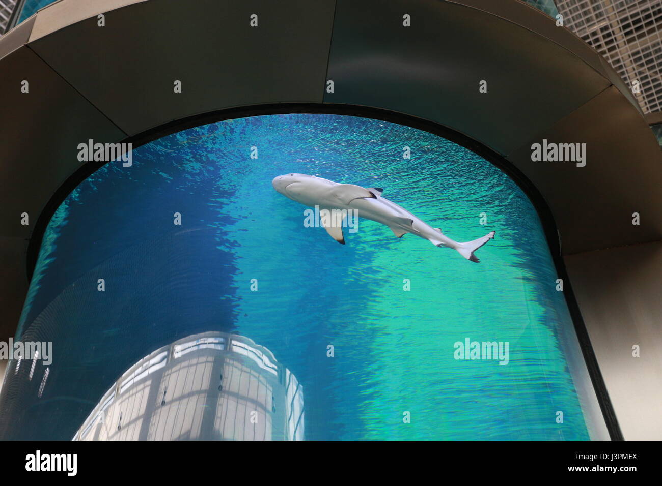Shark in aquarium hi-res stock photography and images - Alamy