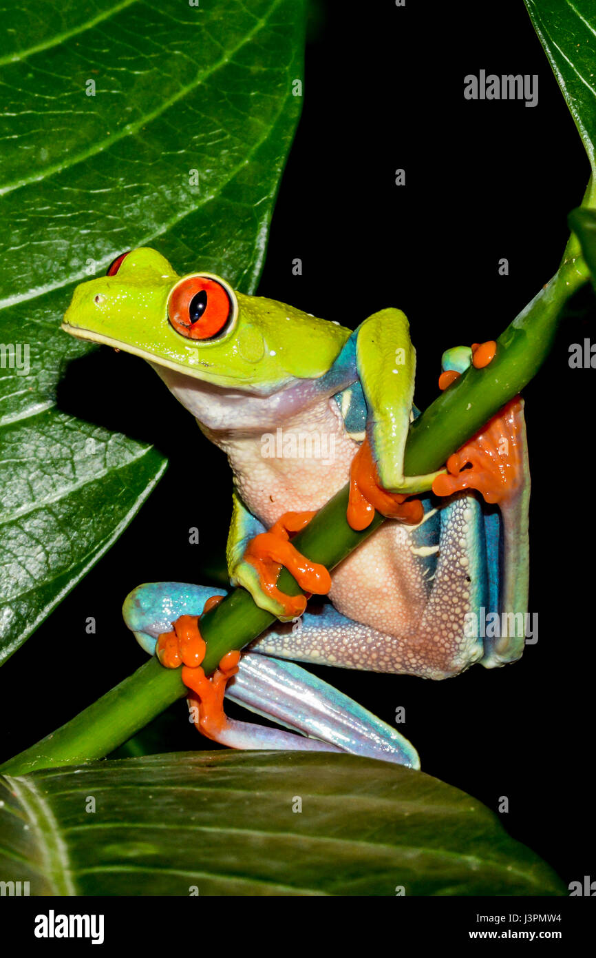 Rainforest frog hi-res stock photography and images - Alamy
