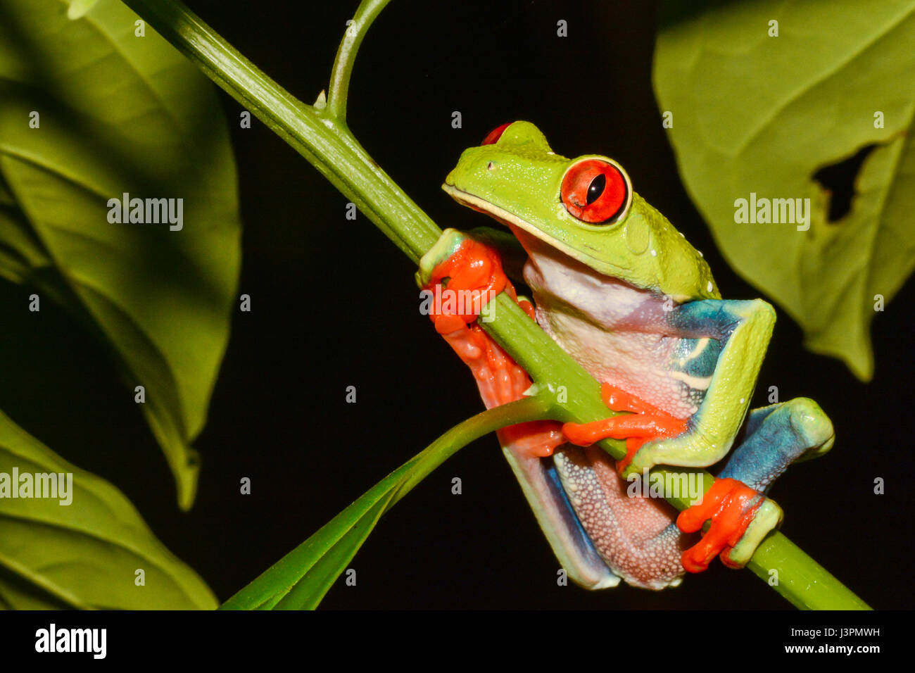 A close up of a Red-eyed Tree Frog in Costa Rica Stock Photo - Alamy