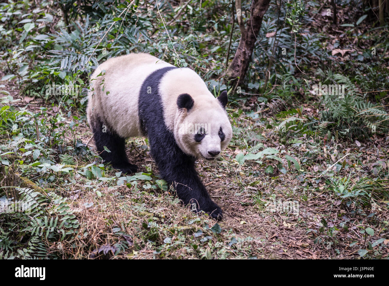 Giant panda, photographed in Sichuan, China Stock Photo - Alamy