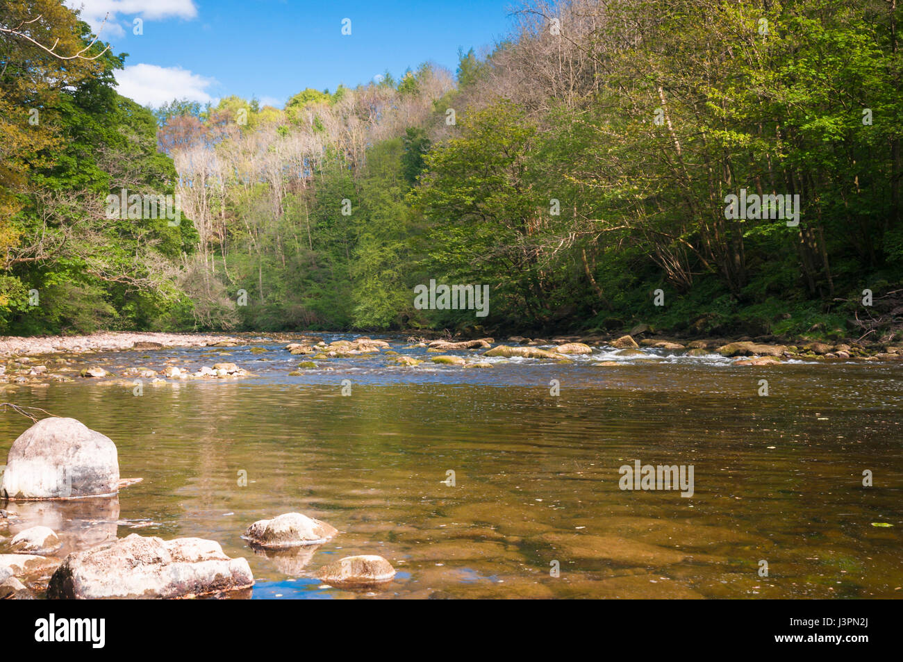 River Ure flowing through Hackfall Wood, North Yorkshire, England Stock ...