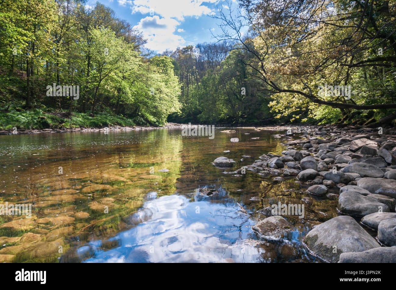 River Ure flowing through Hackfall Wood, North Yorkshire, England Stock ...