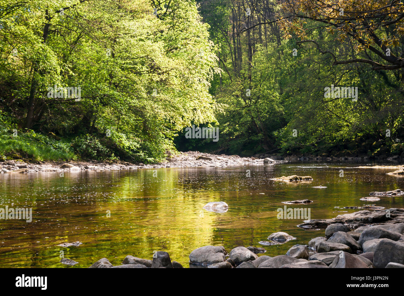 River Ure flowing through Hackfall Wood, North Yorkshire, England. 05 ...