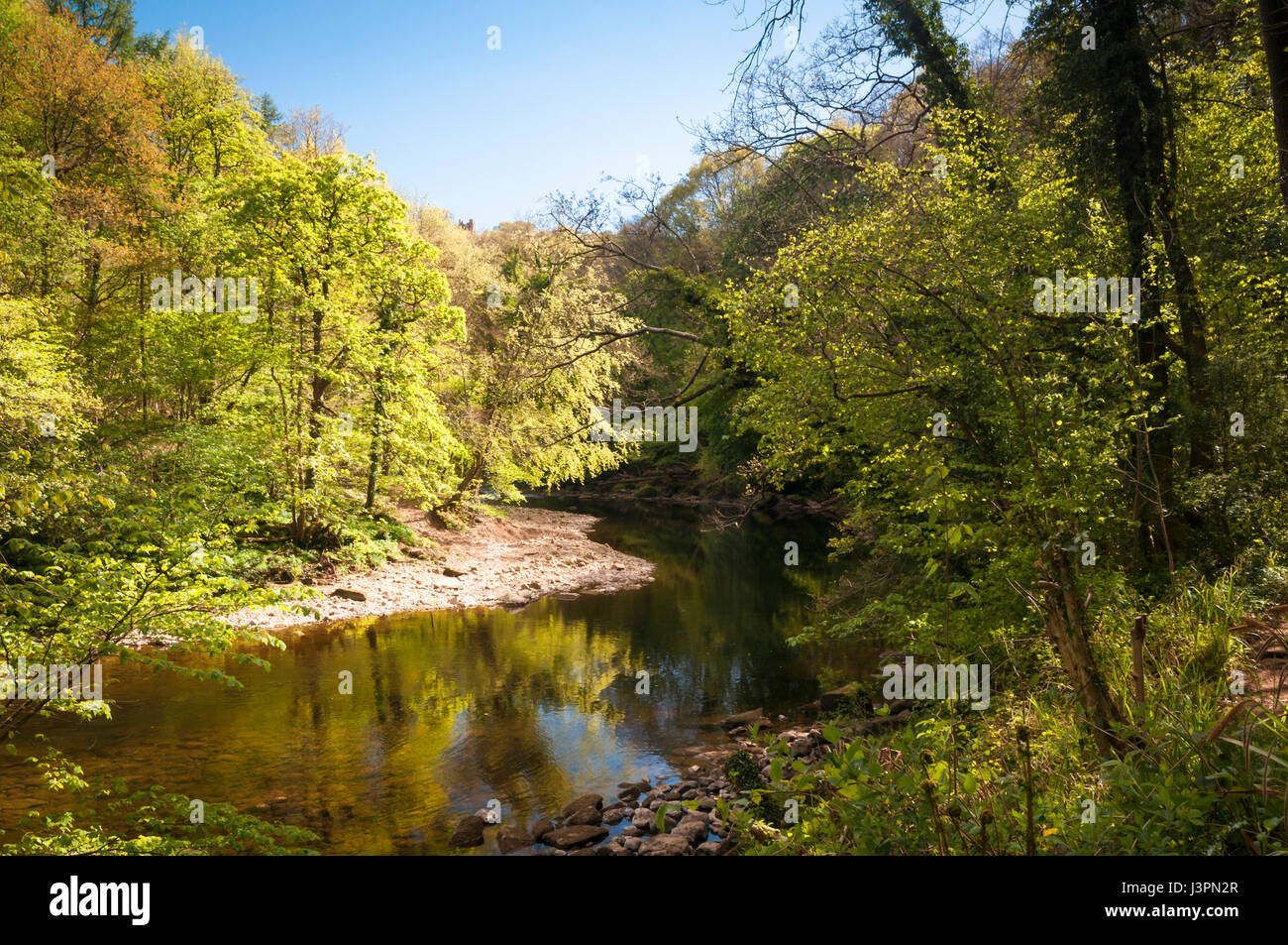 River Ure flowing through Hackfall Wood, North Yorkshire, England Stock ...