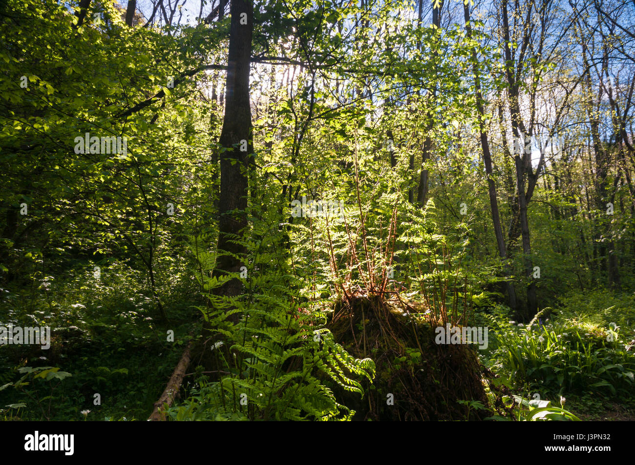 The ancient woodland that is Hackfall wood,Yorkshire, England Stock ...