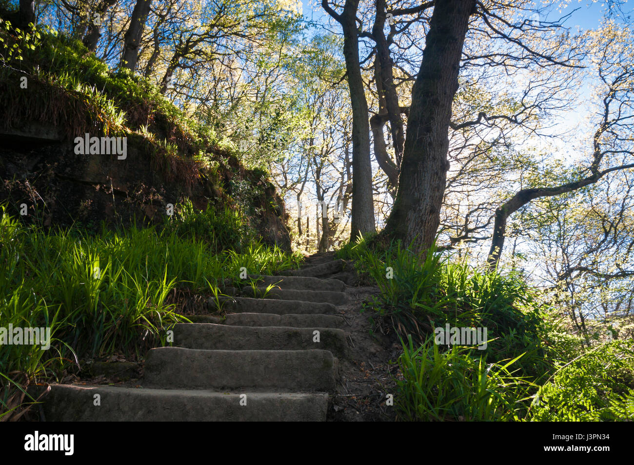 Steps on the footpath in Hackfall wood, Yorkshire, England Stock Photo ...