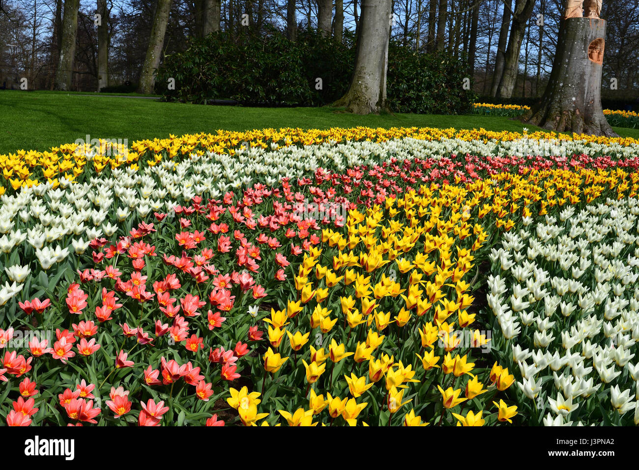 garden of various colors of tulips Stock Photo - Alamy