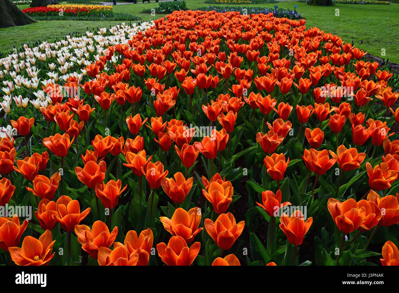 garden of various colors of tulips Stock Photo - Alamy