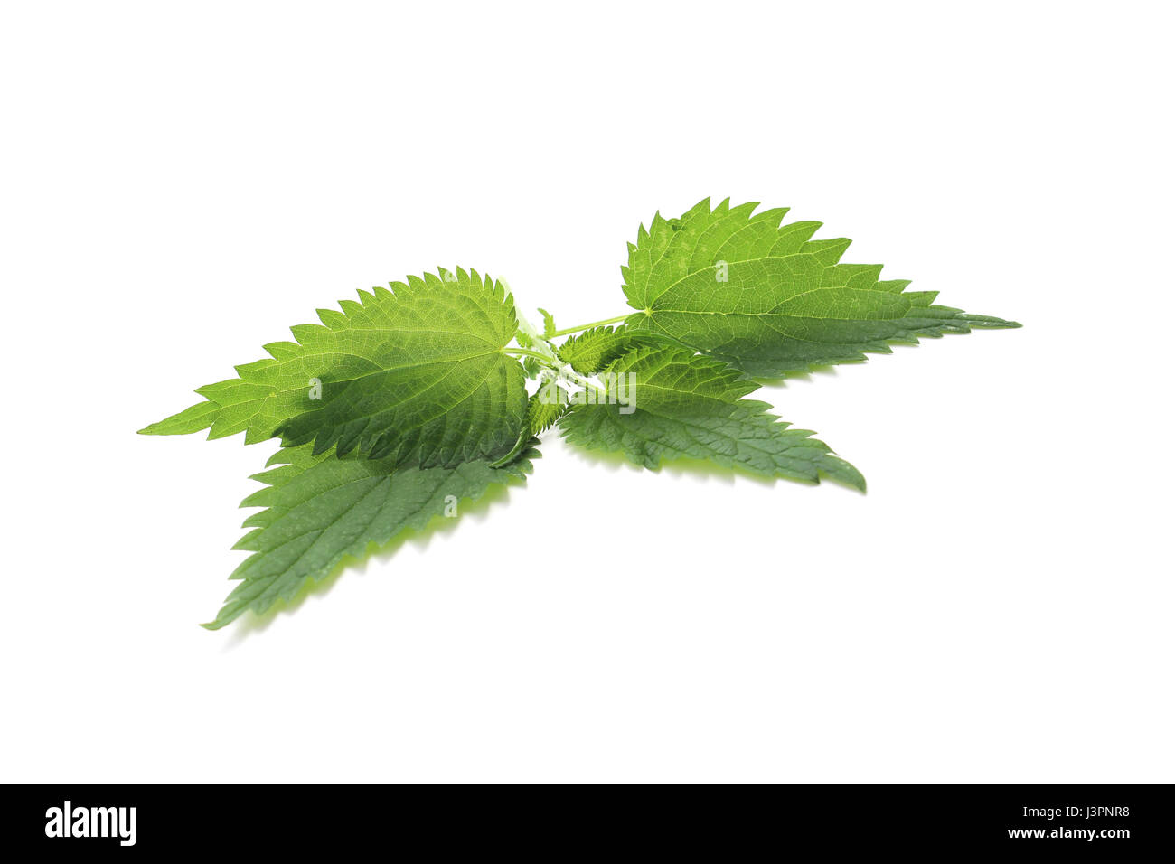 Nettle stem herbal plant Cut Out Stock Images & Pictures - Alamy