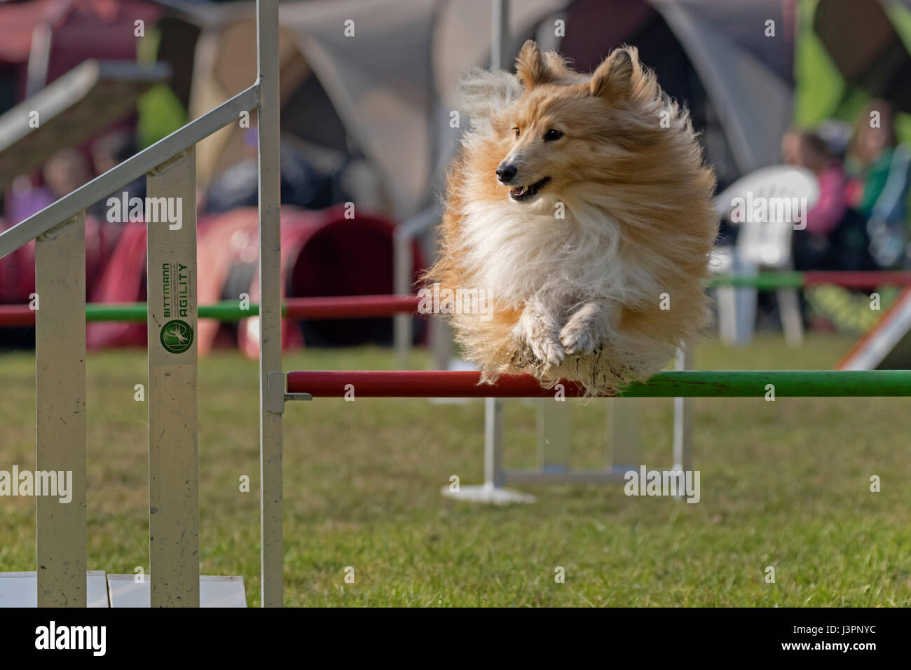 Agility contest hi-res stock photography and images - Alamy