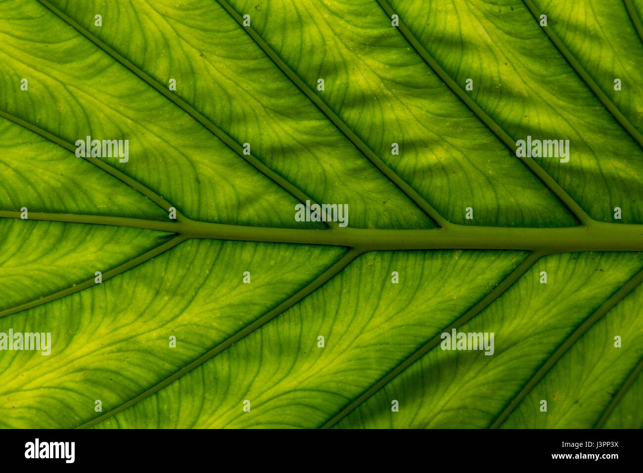 Midribs hi-res stock photography and images - Alamy