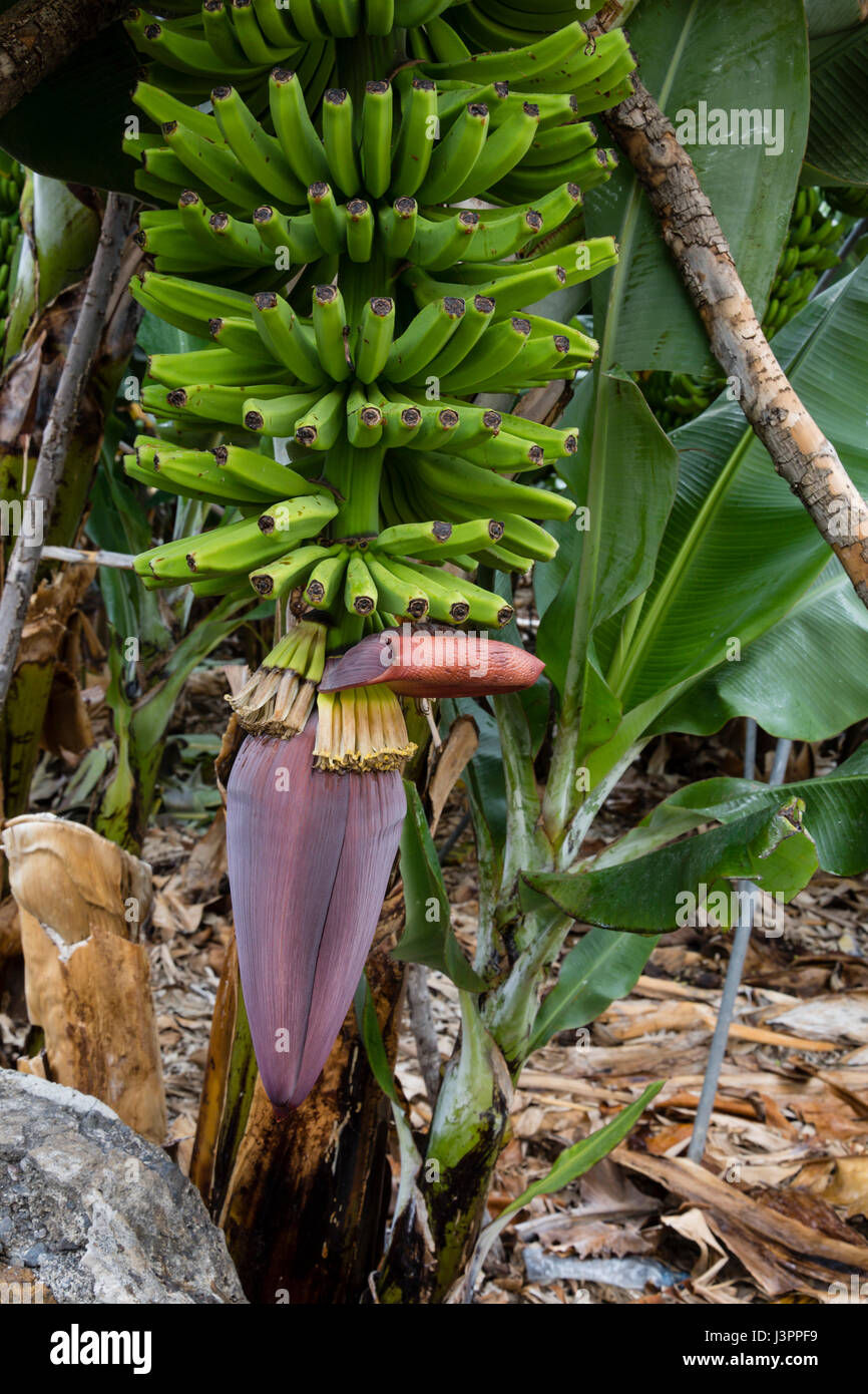 Banana tree, San Andres y Sauces, La Palma, Spain, Musa Stock Photo - Alamy