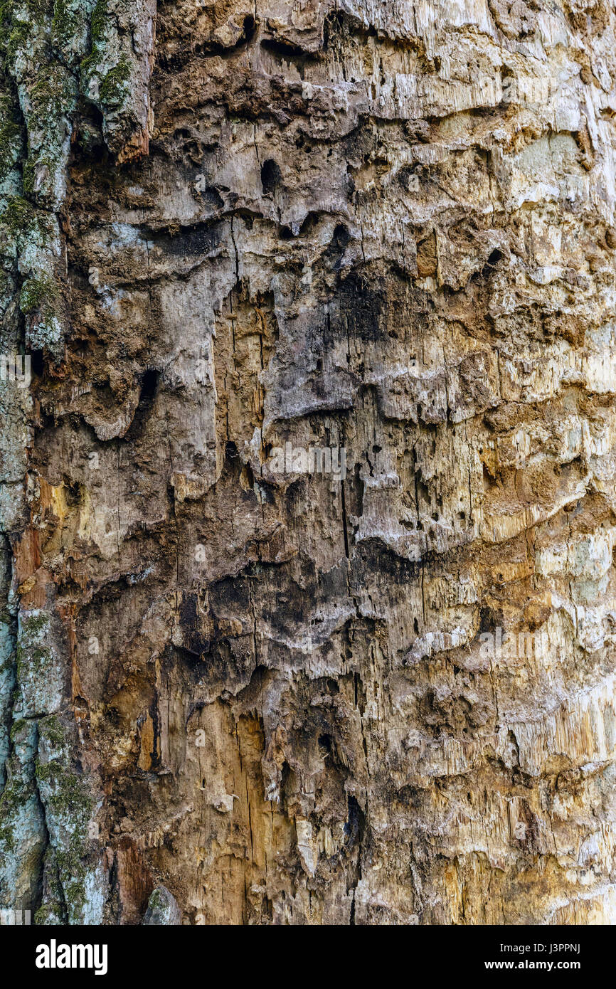 Tree bark, wood texture, old bark of a tree eaten by beetles Stock ...