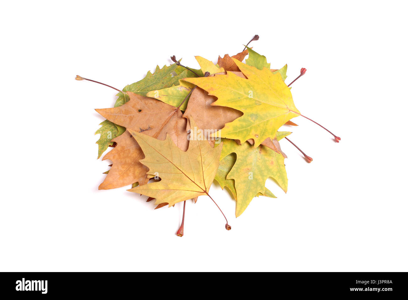 Blank maple leaves hi-res stock photography and images - Alamy