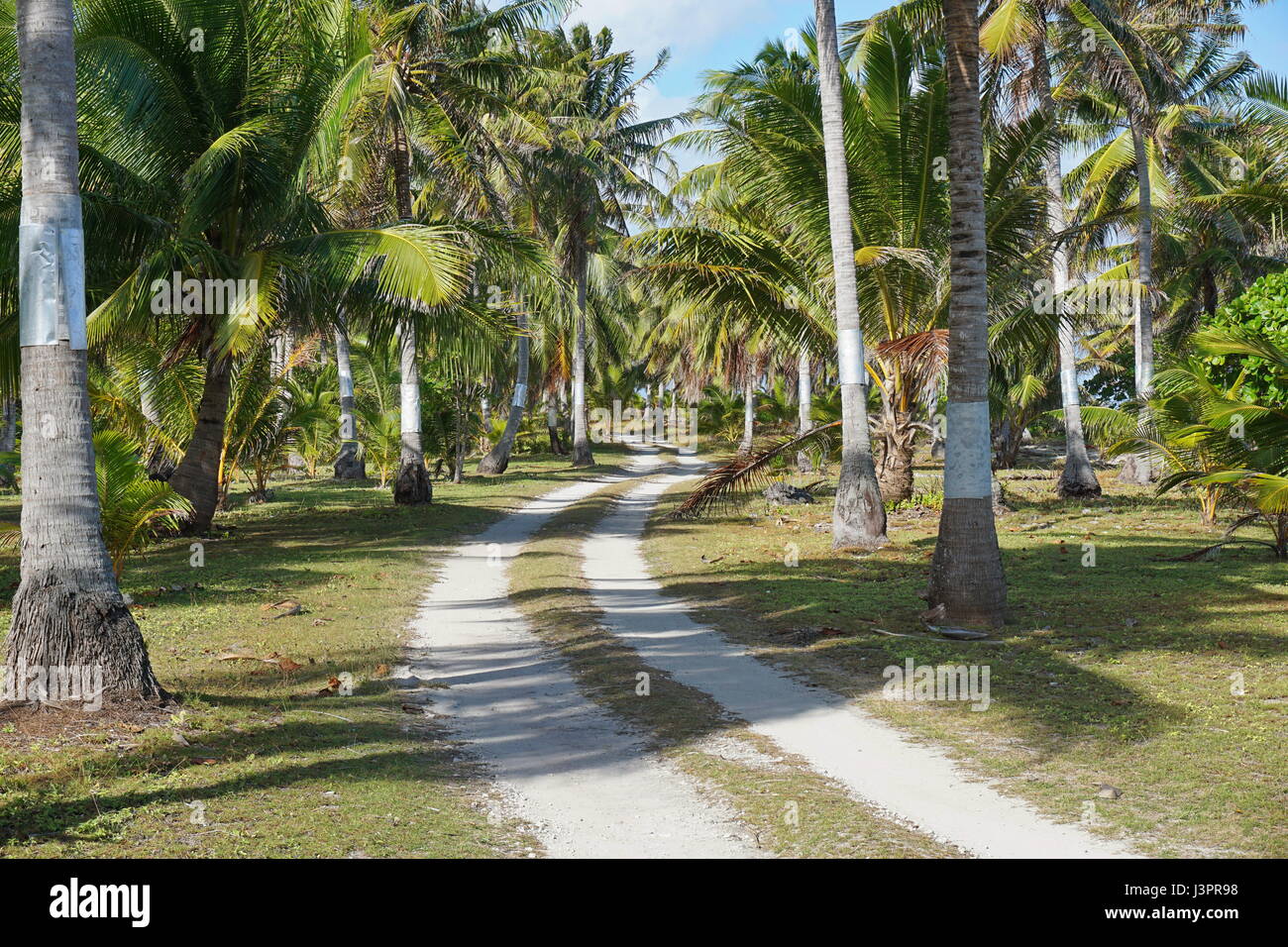 Coconut tree plantation hi-res stock photography and images - Alamy