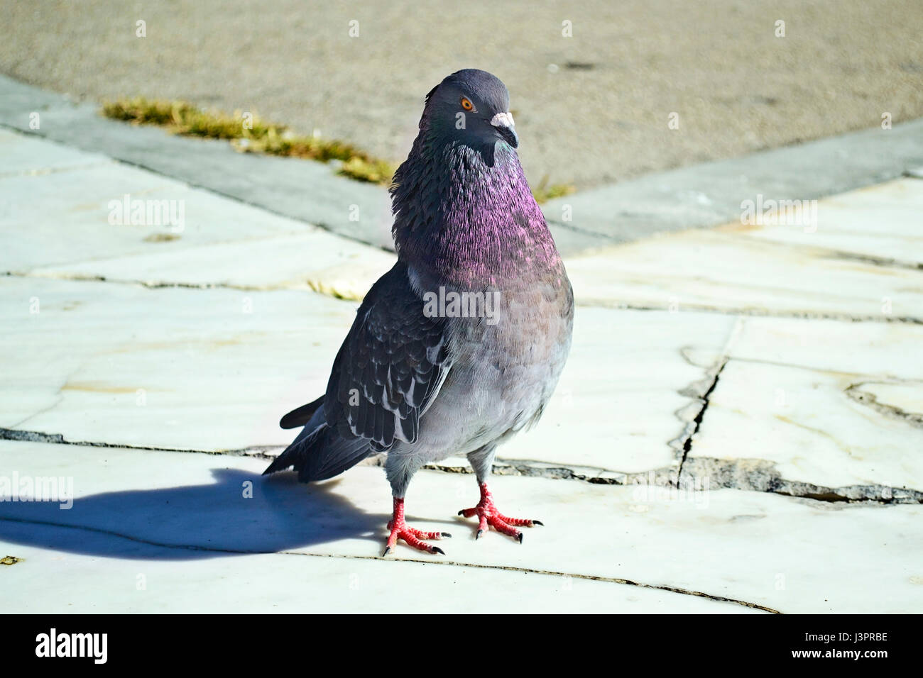 Fat pigeon hi-res stock photography and images - Alamy