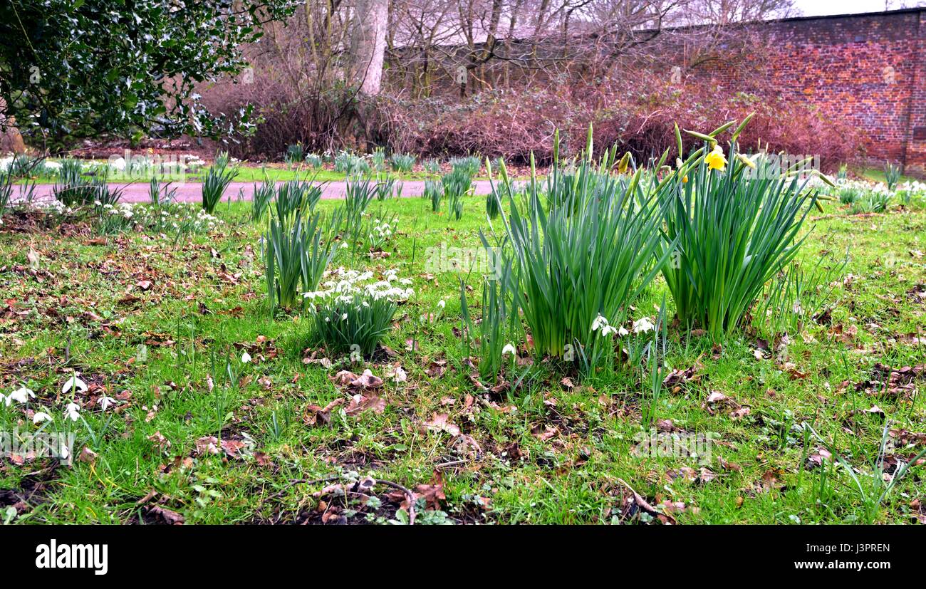 Spring Snowdrops and Daffodils in the local park Stock Photo - Alamy