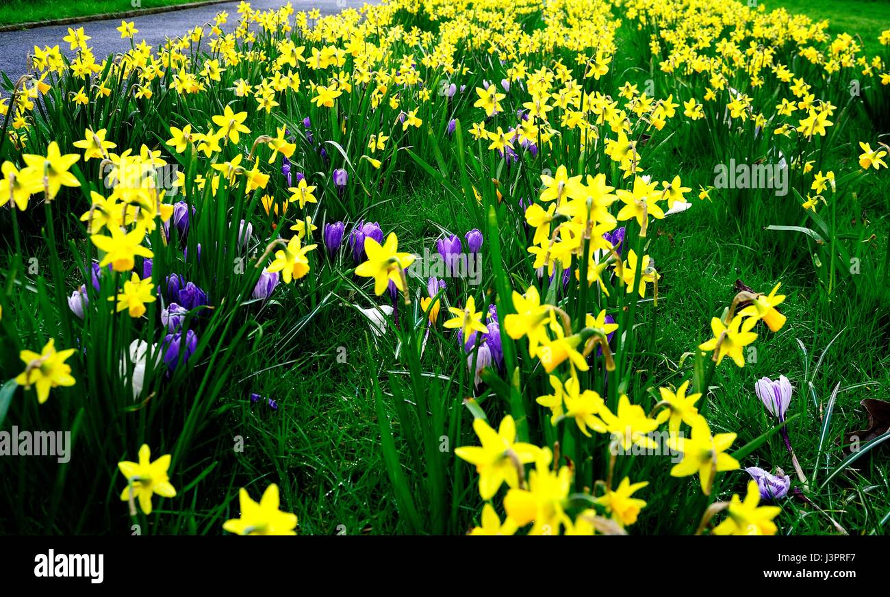 Spring Daffodils in the local park Stock Photo - Alamy