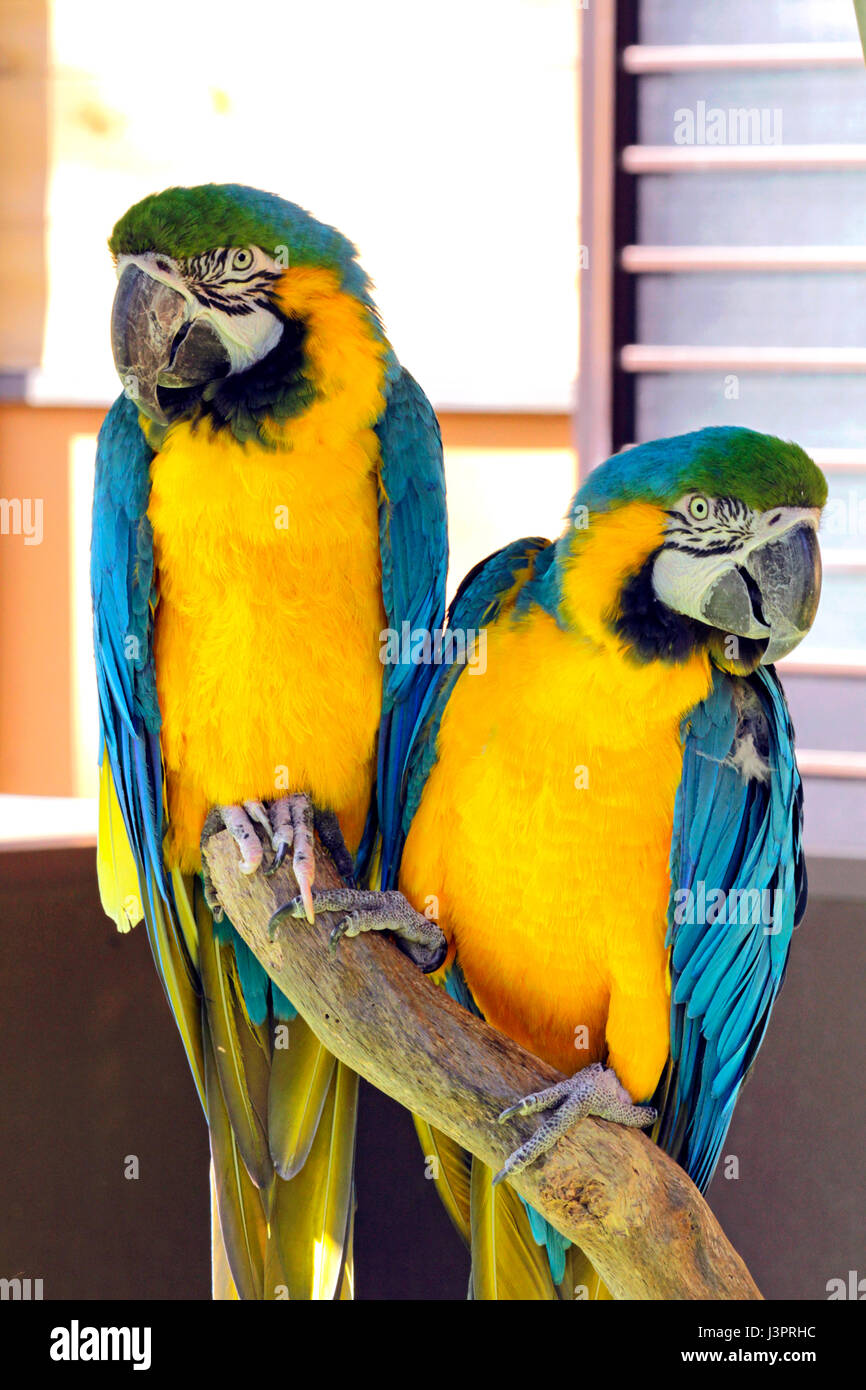 Blue-and-Yellow Macaw at Tama Zoological Park Hino city Tokyo Japan ...
