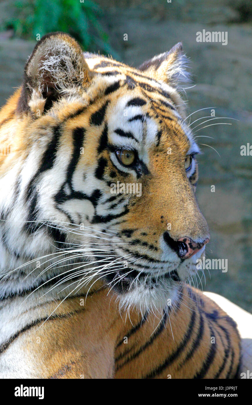 Siberian Tiger at Tama Zoological Park Hino city Tokyo Japan Stock ...